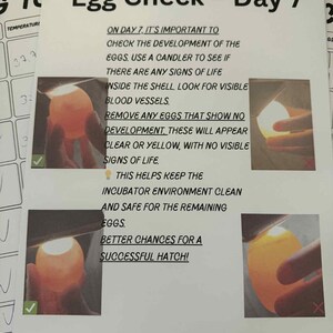 Chicken Egg Incubation Journal: 30-day Hatching Tracker (digital PDF ...