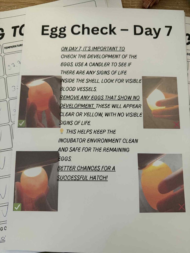 Chicken Egg Incubation Journal: 30-day Hatching Tracker (digital PDF ...