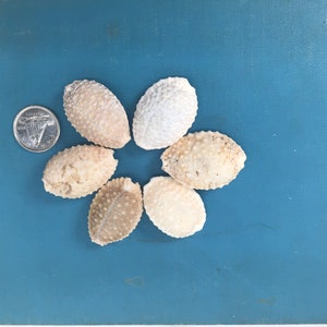 Granulated Cowrie Shells Cypraea Granulata, Bumpy Cowrie Shells, Sugar ...