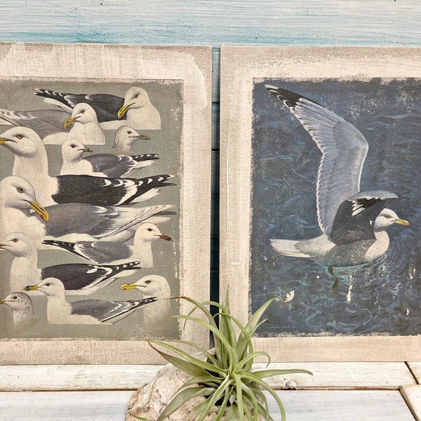 Seabird Art - Etsy