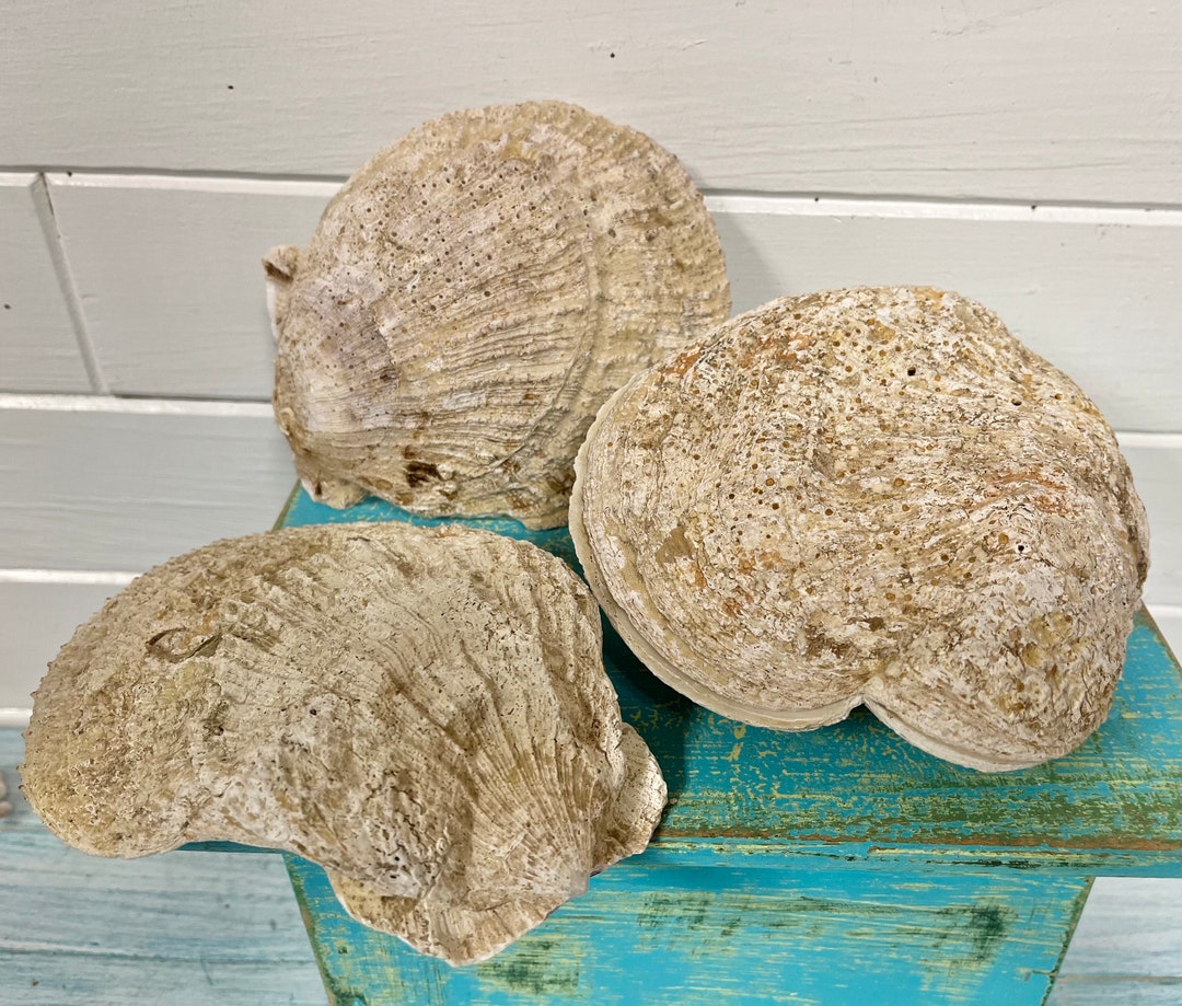 Unique Vintage Clam Shells: Discover Rare Coral Encrusted & Fossilized ...
