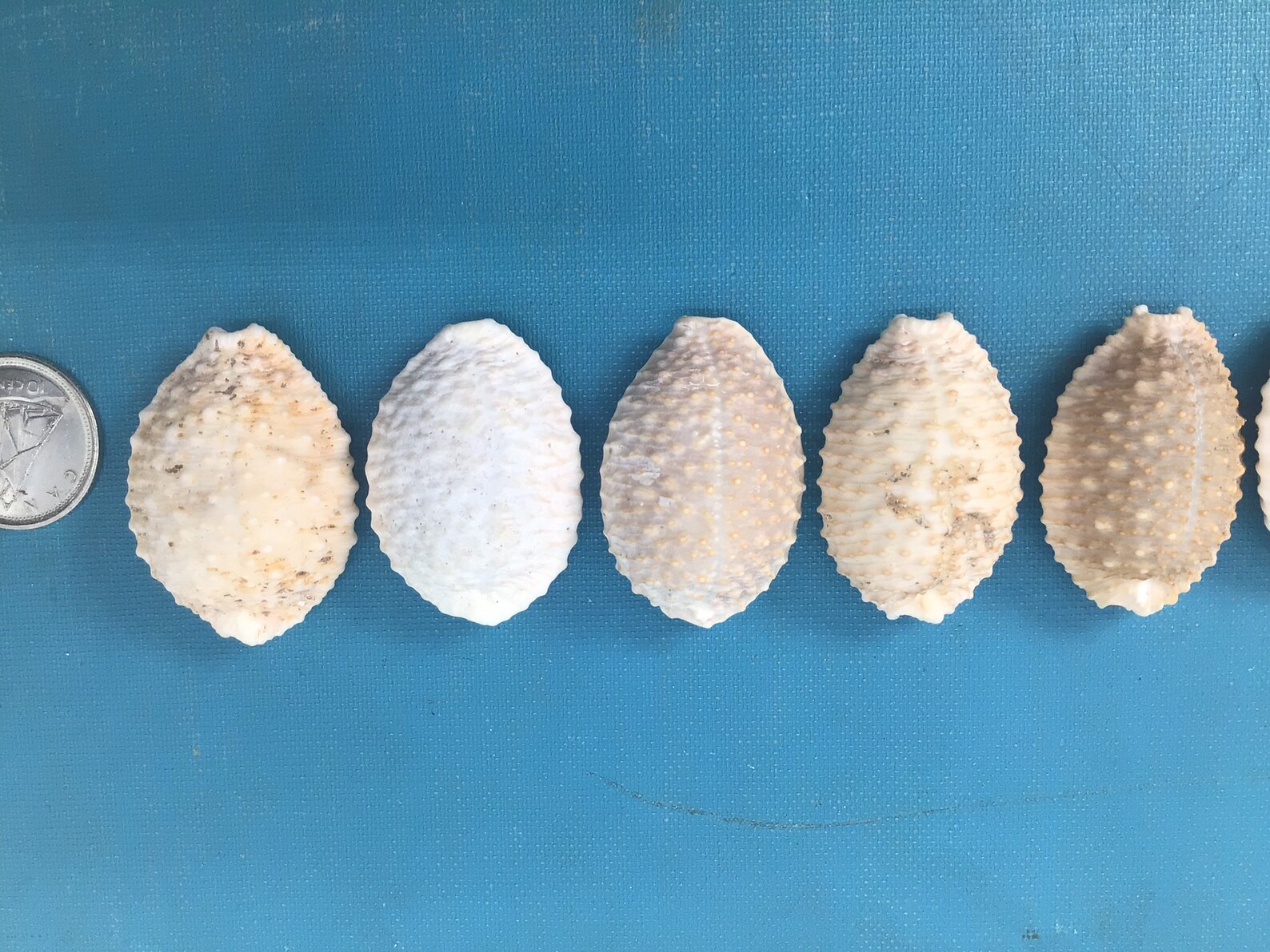 Granulated Cowrie Shells Cypraea Granulata Bumpy Cowrie - Etsy