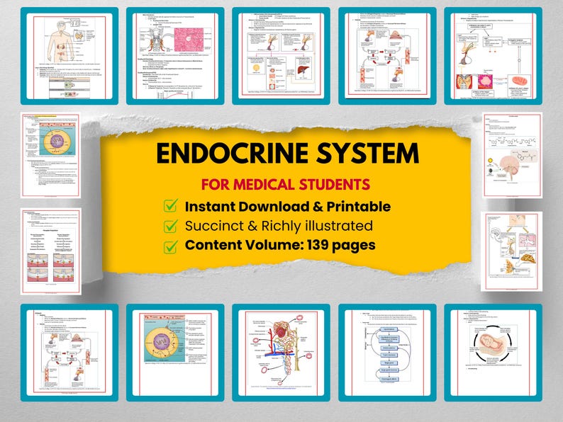 Endocrine System Anatomy and Pathology Notes | 141 Pages PDF ...