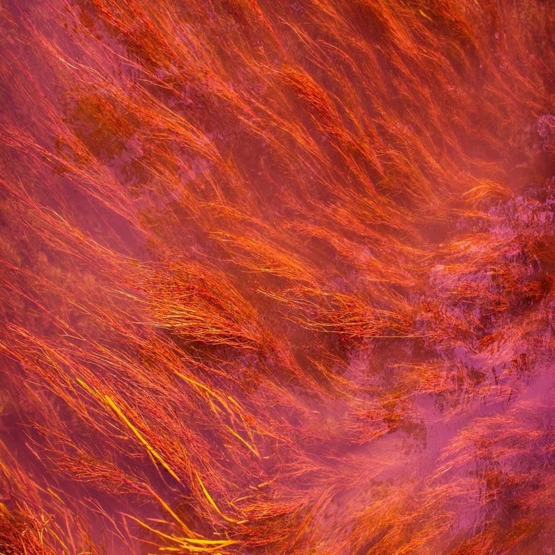 Fire Silk Macroalgae - Etsy