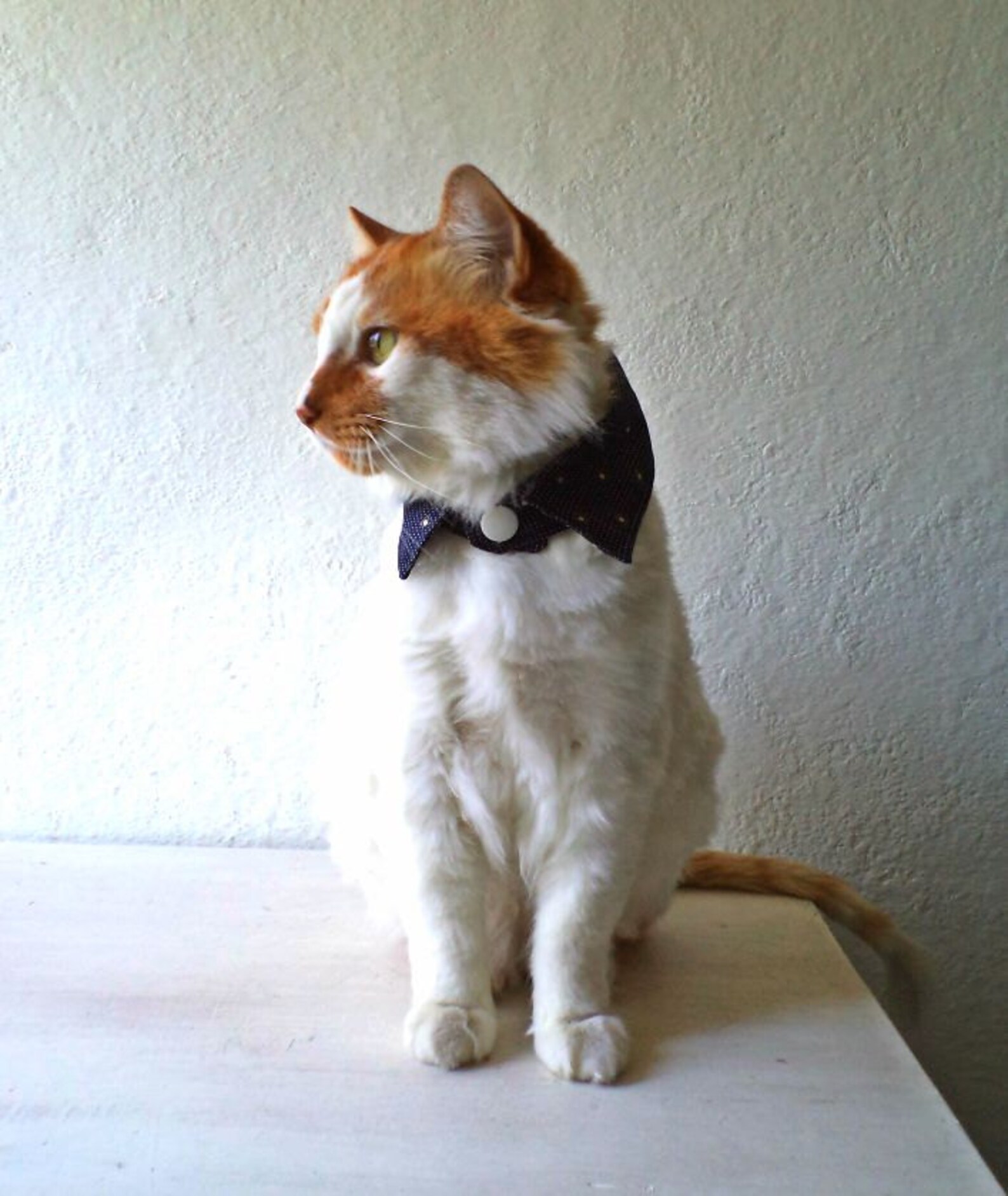 Cats and Small Dogs Collar, DIY, PDF Sewing Directions, Printable ...