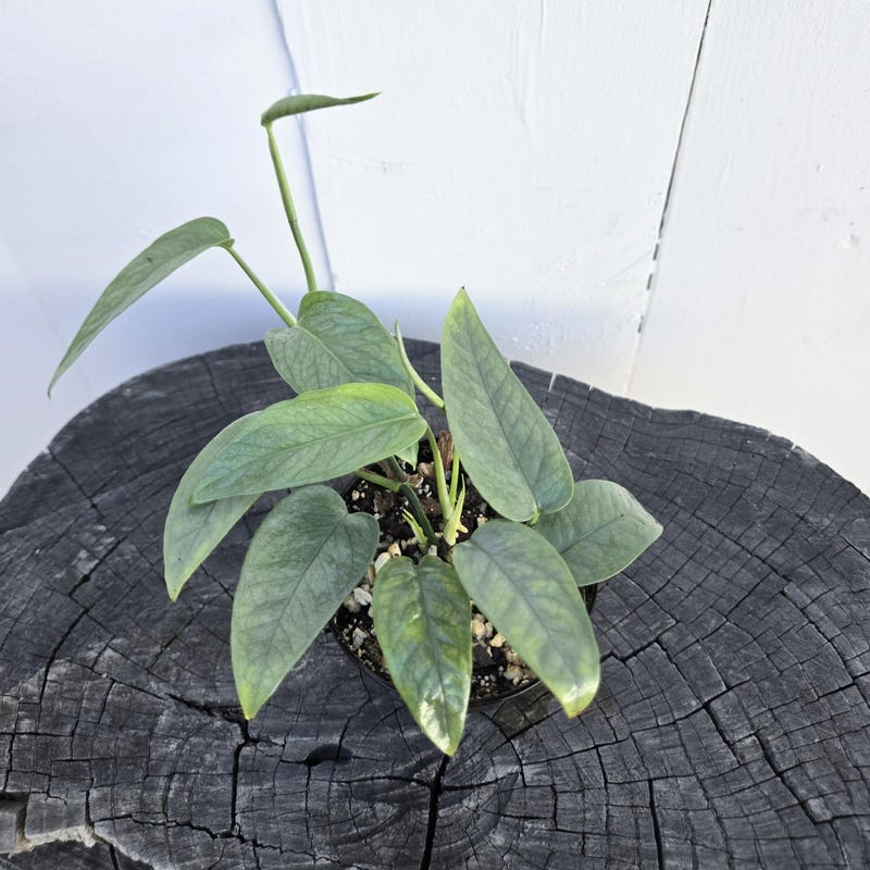 Cebu Blue Pothos - Etsy