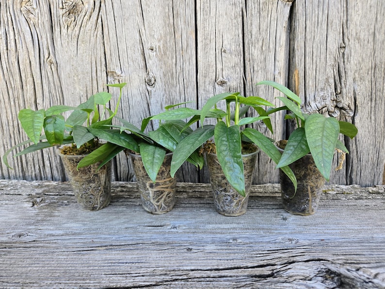 Cebu Blue Pothos – 4" Rooted Epipremnum Pinnatum| Rare Houseplant ...