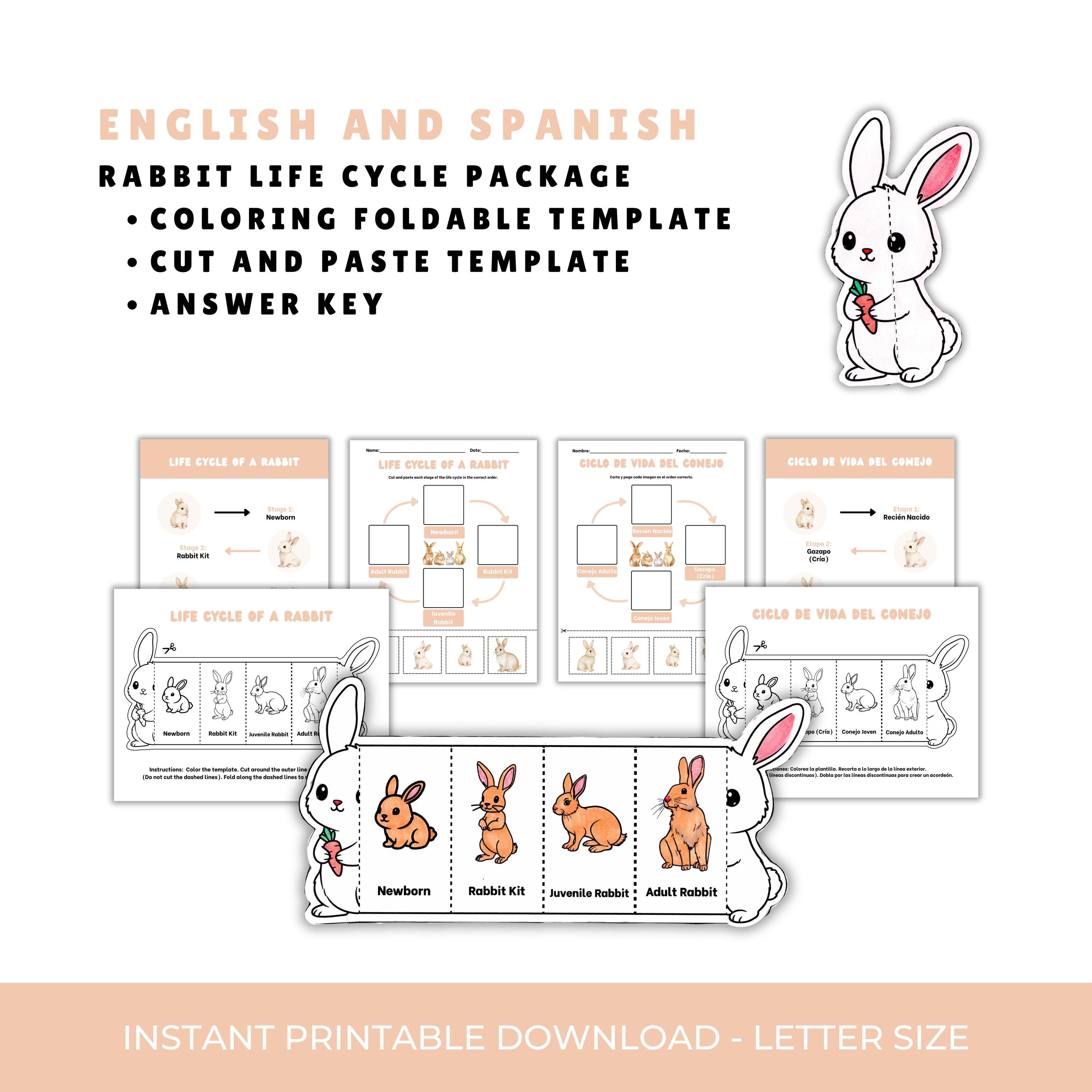 Rabbit Life Cycle Bilingual Worksheet Bundle | English & Spanish ...