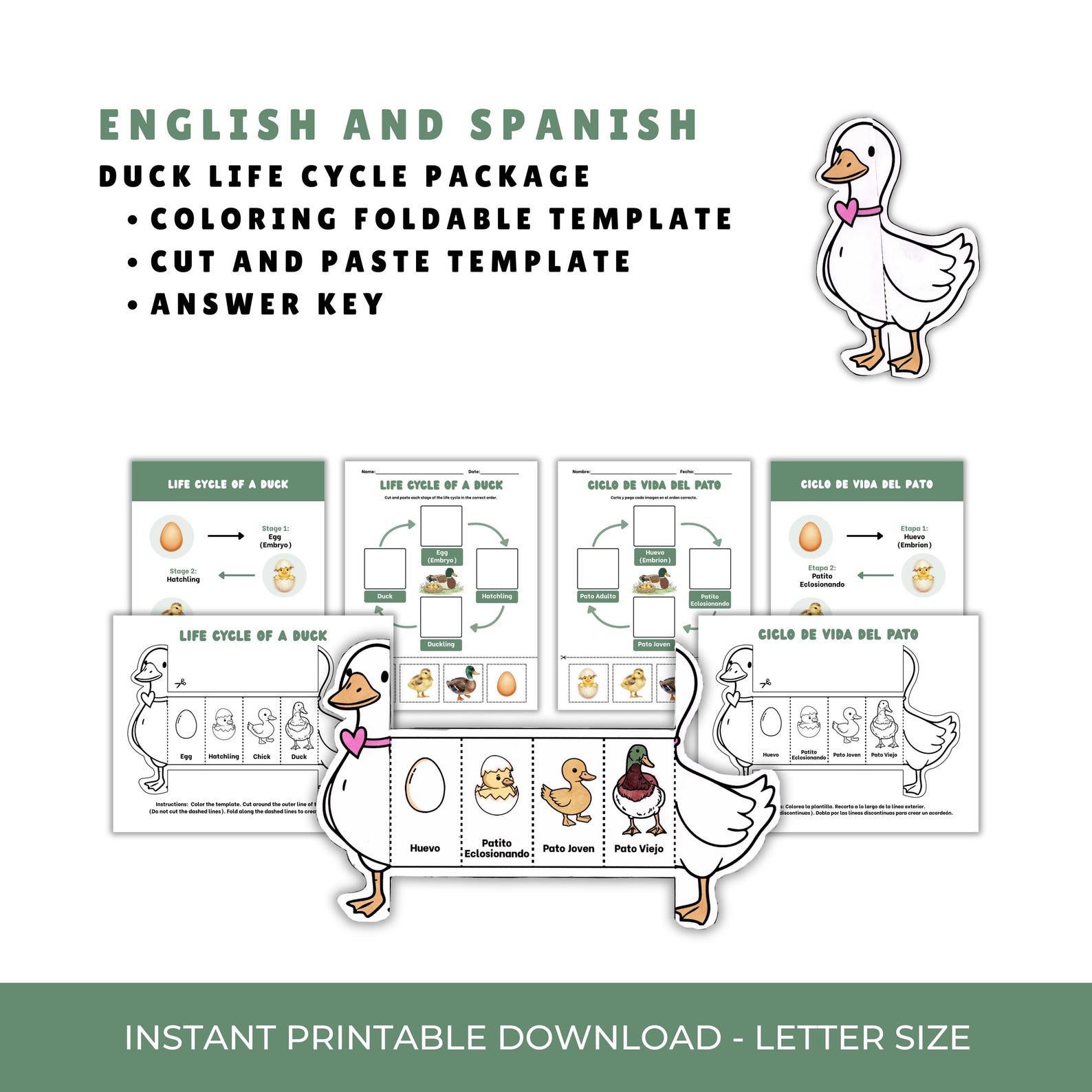 Duck Life Cycle Bilingual Worksheet Bundle | English & Spanish ...