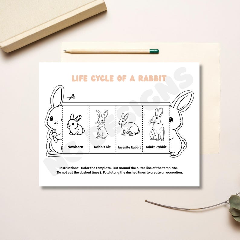 Rabbit Life Cycle Bilingual Worksheet Bundle | English & Spanish ...