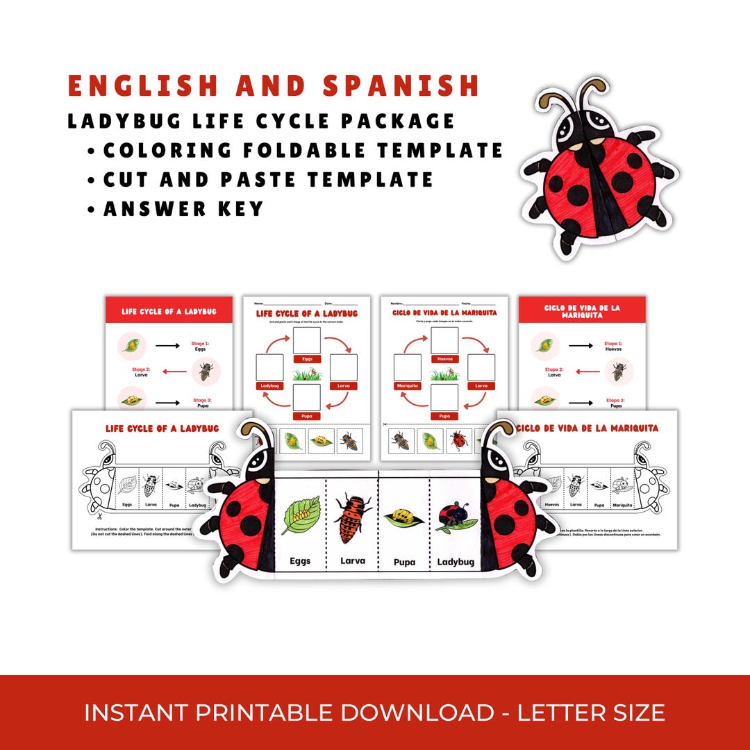 Ladybug Life Cycle Bilingual Worksheet Bundle | English & Spanish ...