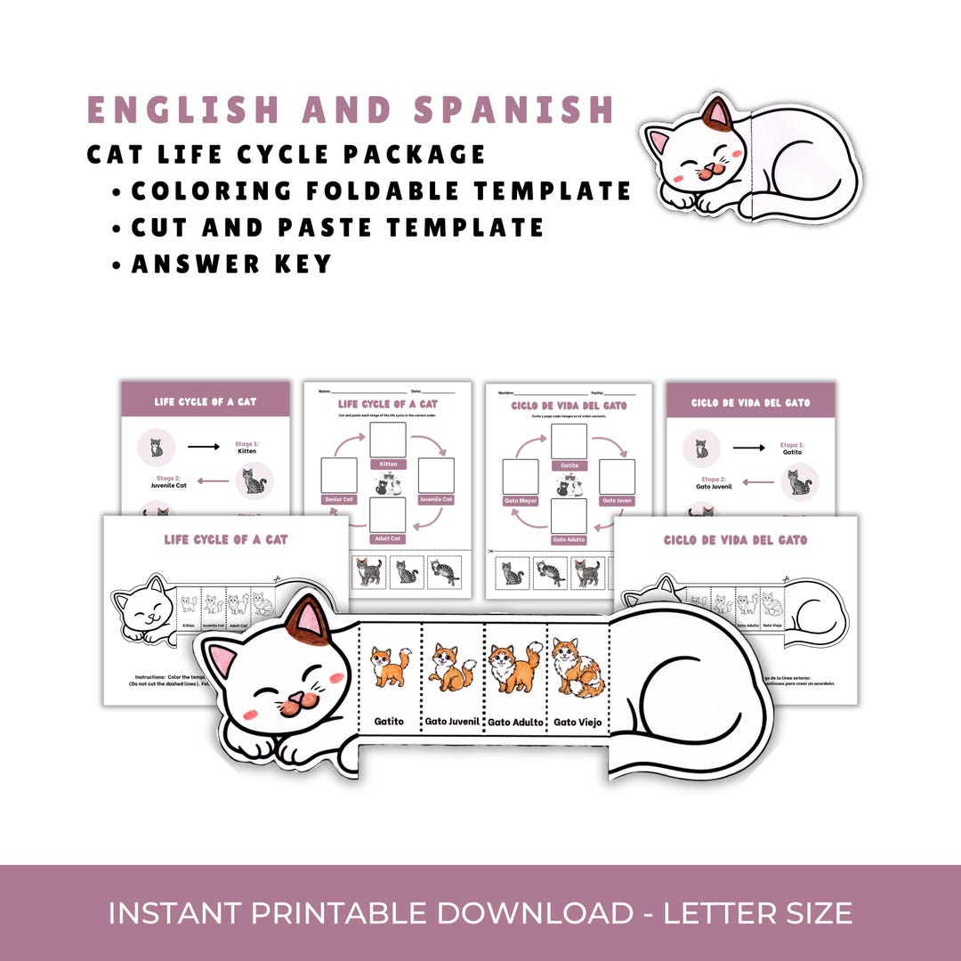 Cat Life Cycle Bilingual Worksheet Bundle | English & Spanish ...
