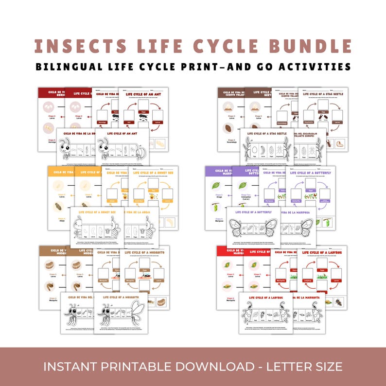 Insect Life Cycle Bilingual Worksheet BUNDLE | English & Spanish ...