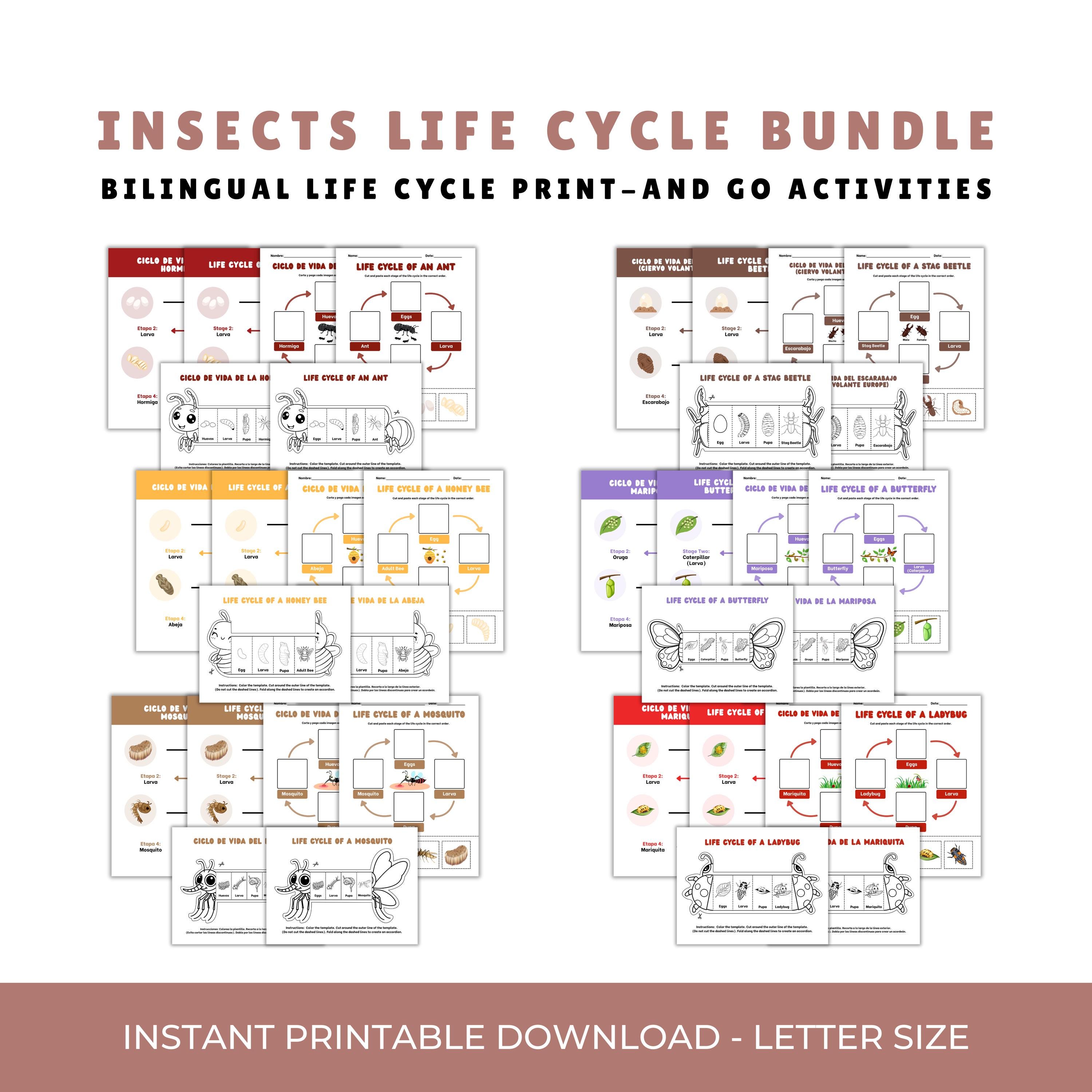 Insect Life Cycle Bilingual Worksheet BUNDLE | English & Spanish ...