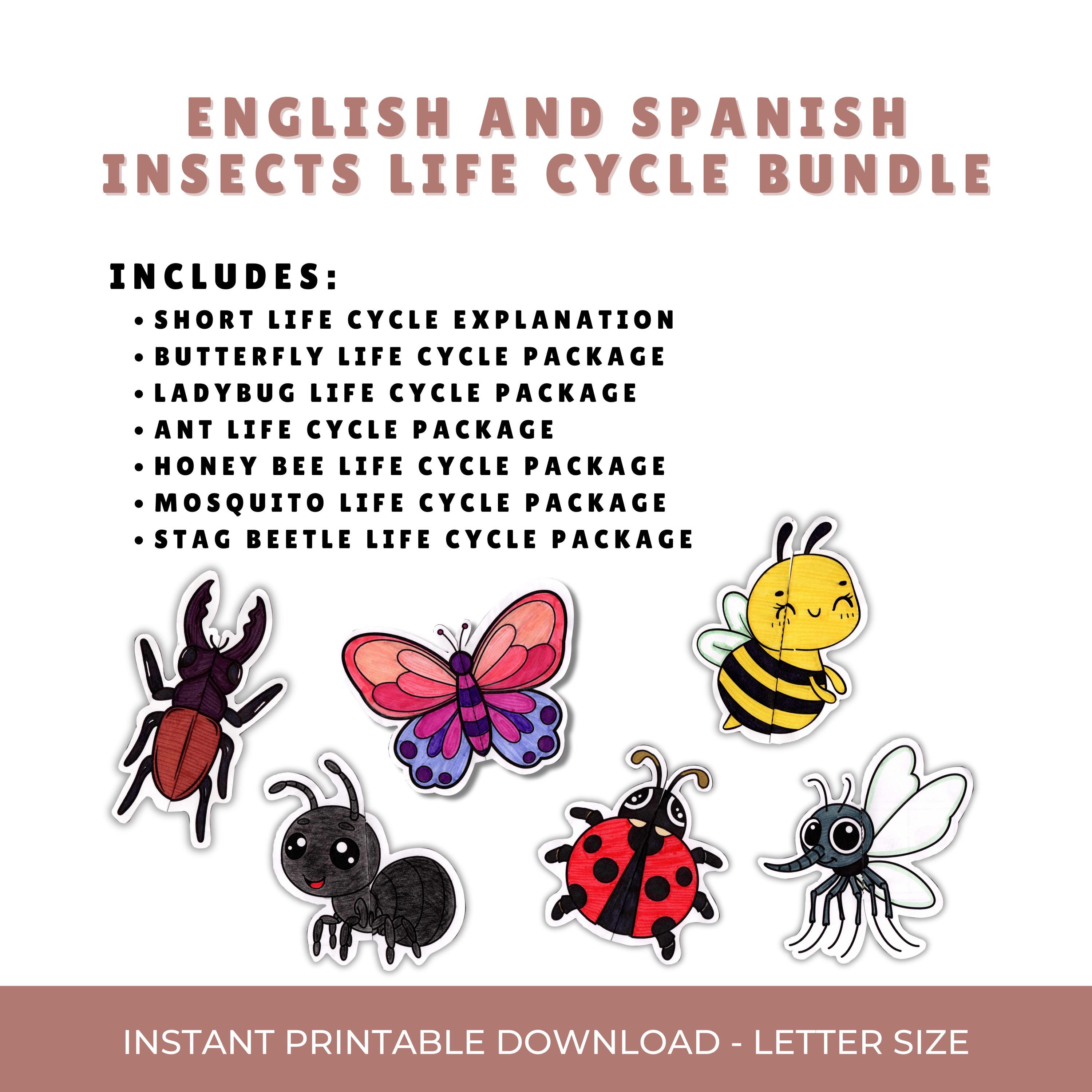Insect Life Cycle Bilingual Worksheet BUNDLE | English & Spanish ...