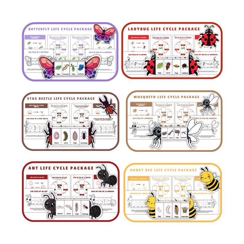 Insect Life Cycle Bilingual Worksheet BUNDLE | English & Spanish ...
