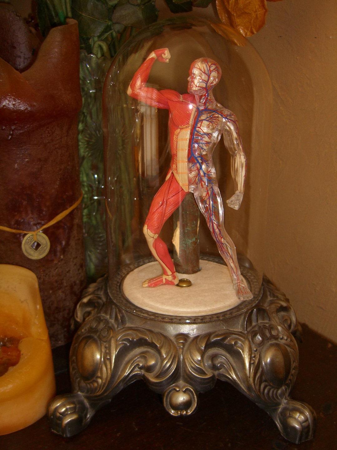Skeletal Muscle Man Anatomy Lamp in Glass Dome - Etsy