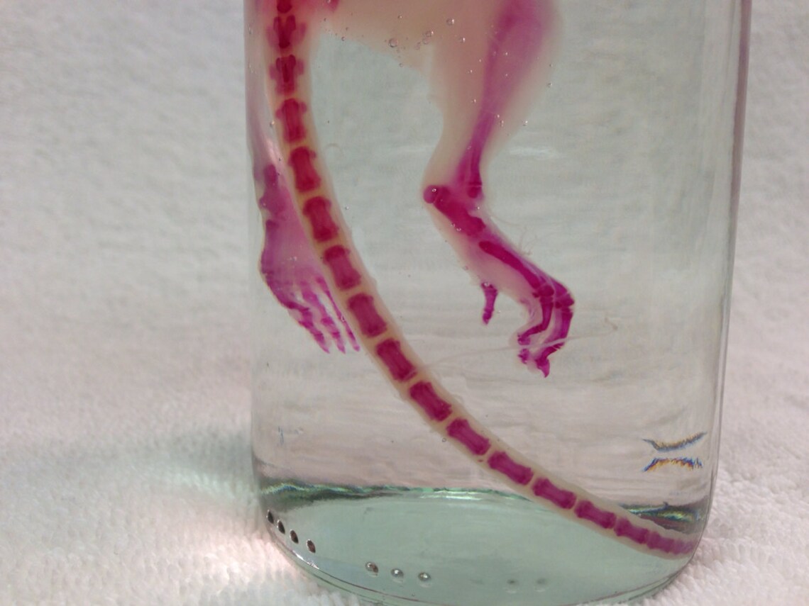 Adult Diaphonized Rat Specimen in Glass Jar Taxidermy Mature - Etsy