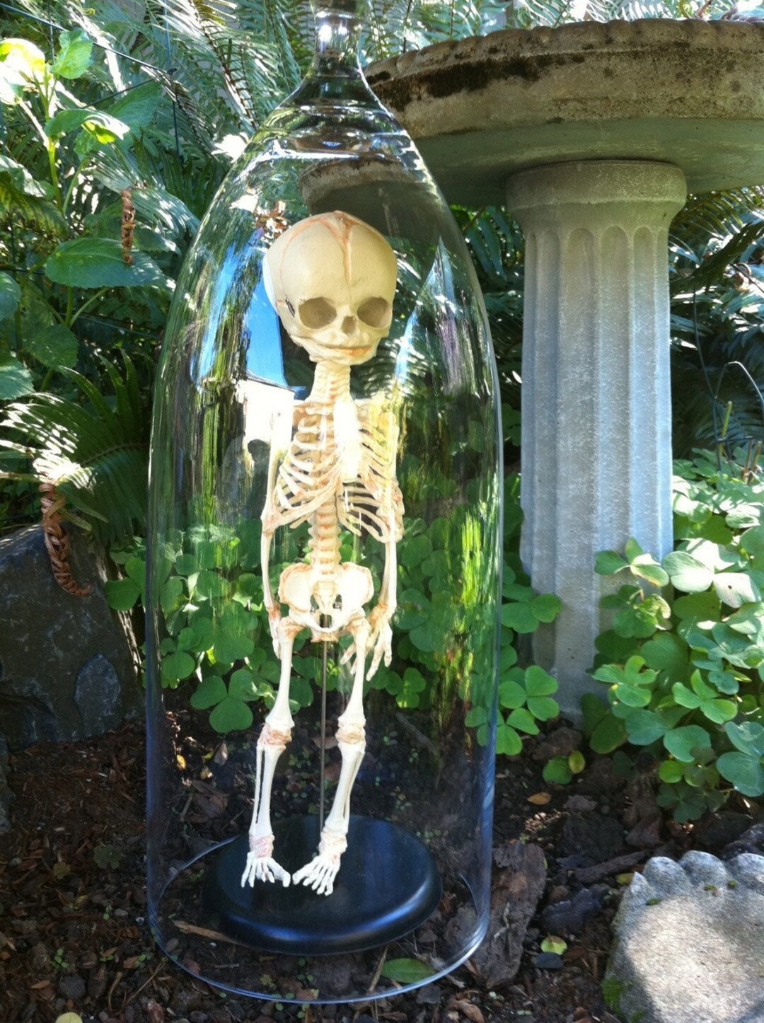 Human Fetal Skelton in Glass Cloche Dome - Etsy