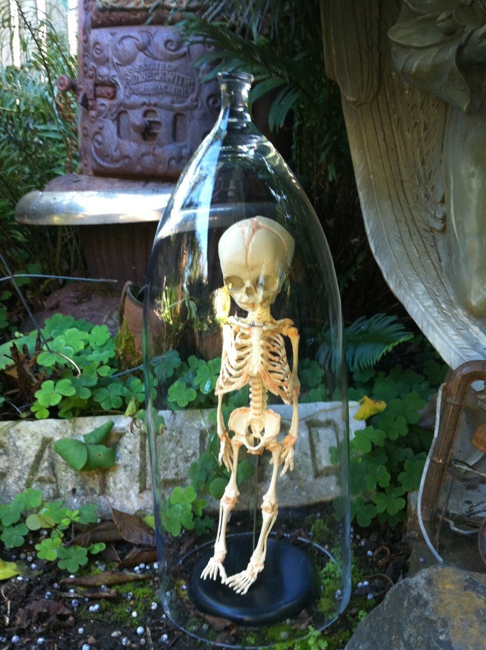 Human Fetal Skelton in Glass Cloche Dome - Etsy