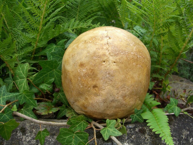 Genuine Antique Real Human Skull Male | Etsy