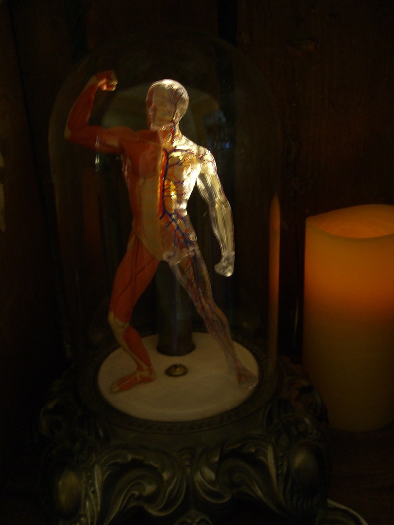 Skeletal Muscle Man Anatomy Lamp in Glass Dome - Etsy