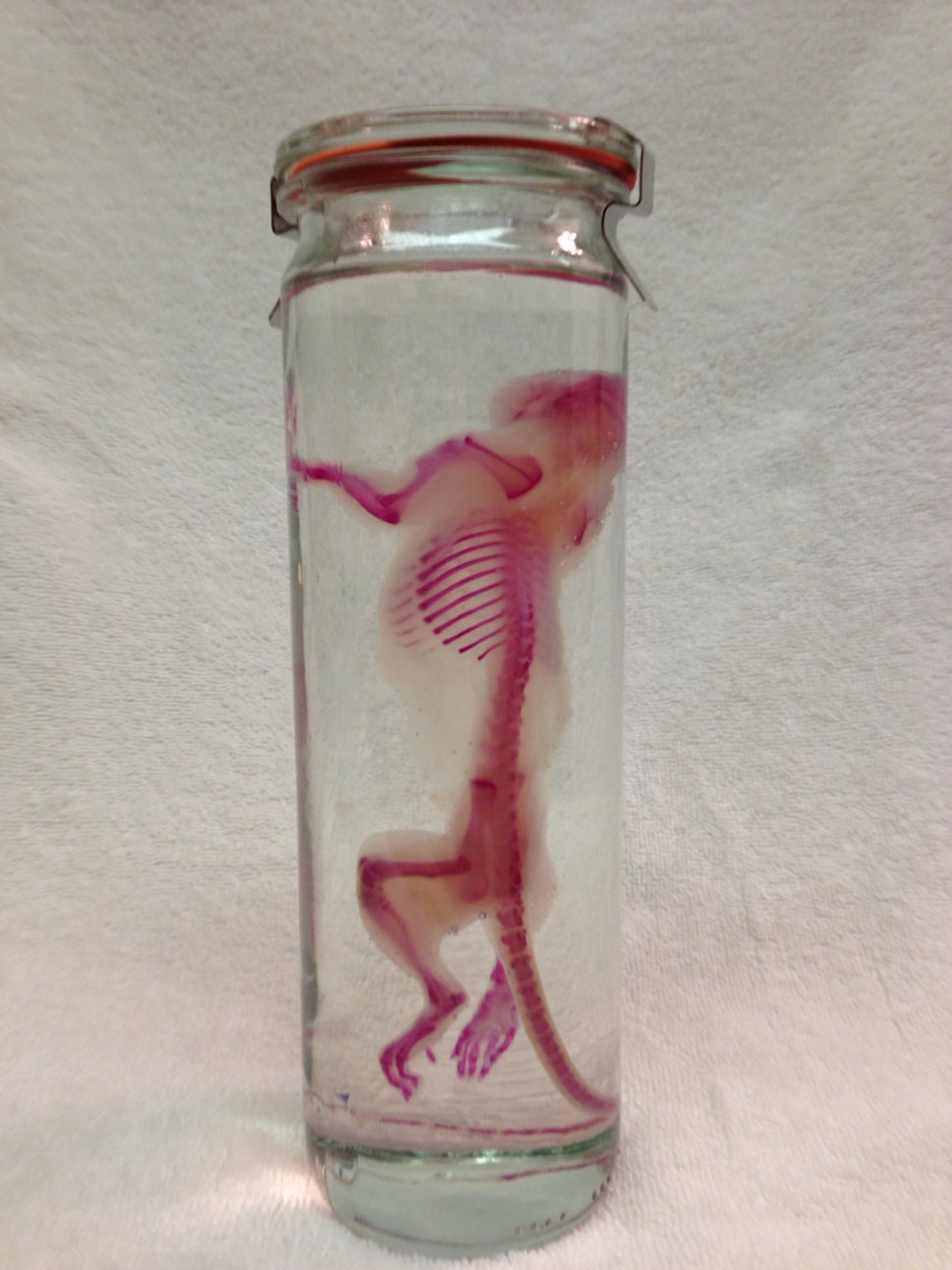 Adult Diaphonized Rat Specimen in Glass Jar Taxidermy Mature - Etsy