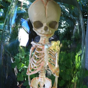 Human Fetal Skelton in Glass Cloche Dome - Etsy
