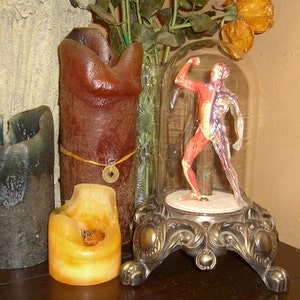 Skeletal Muscle Man Anatomy Lamp in Glass Dome - Etsy