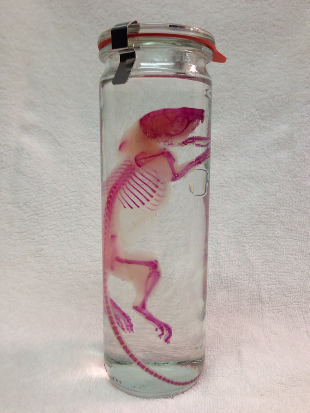 Adult Diaphonized Rat Specimen in Glass Jar Taxidermy Mature - Etsy