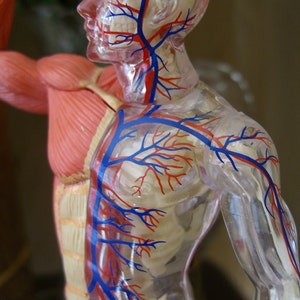 Skeletal Muscle Man Anatomy Lamp in Glass Dome - Etsy