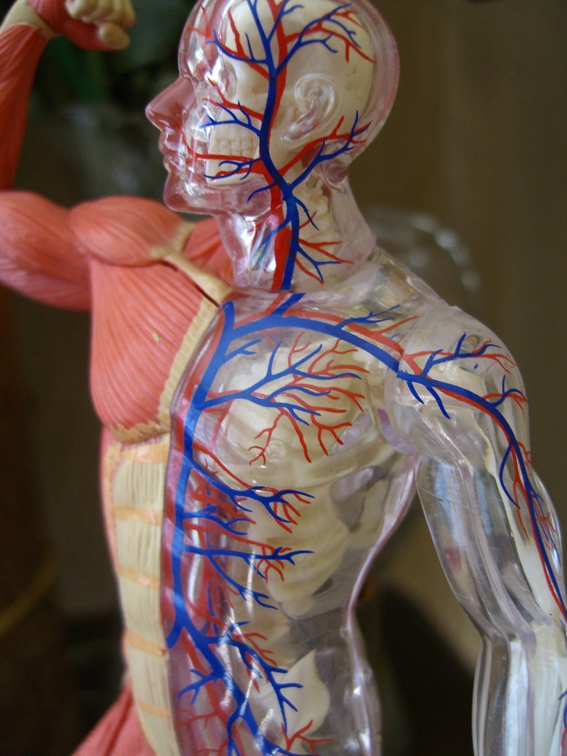 Skeletal Muscle Man Anatomy Lamp in Glass Dome - Etsy