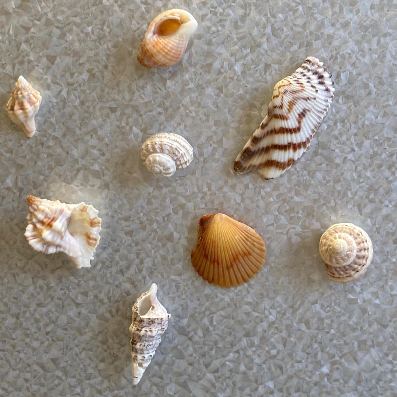 Small Seashells - Etsy