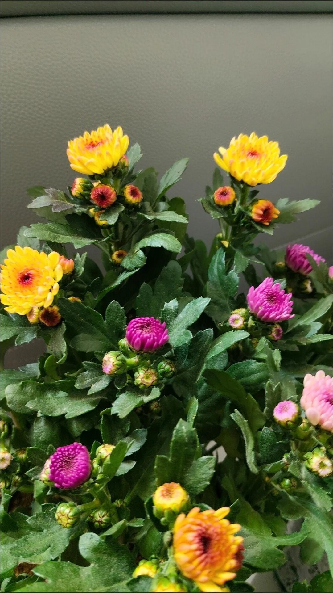 Live Daisy Flower Plant – Cold & Heat Resistant Balcony Perennial - Etsy