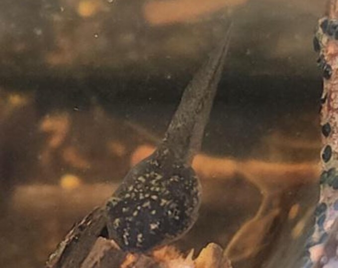 10++ Mixed Tree Frog Tadpoles. Corpes Tree Frog, American Green Tree ...