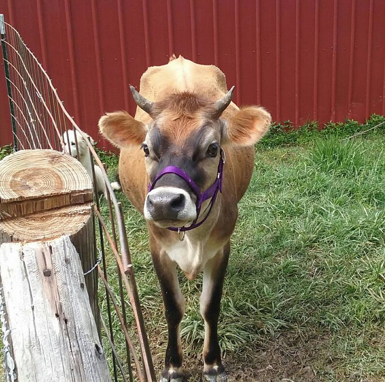 Cattle Halter Heavy Duty Choice of Color USA MADE SIZE - Etsy