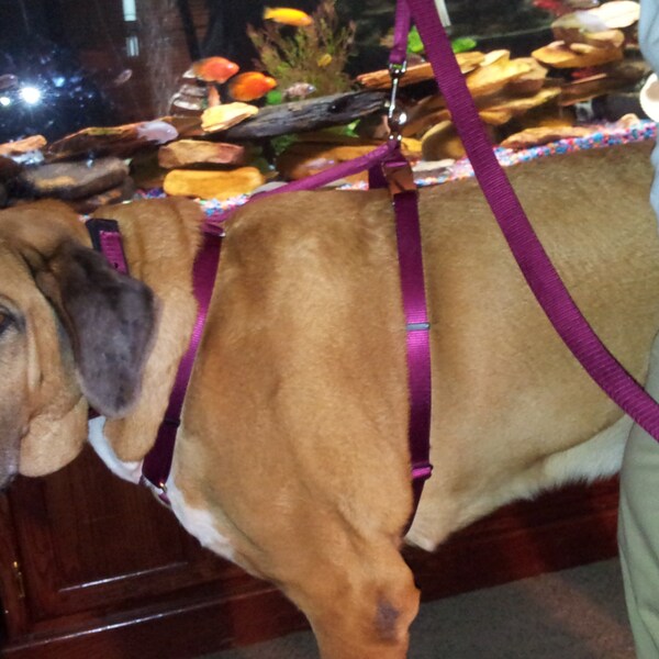 Dog Harness - Etsy