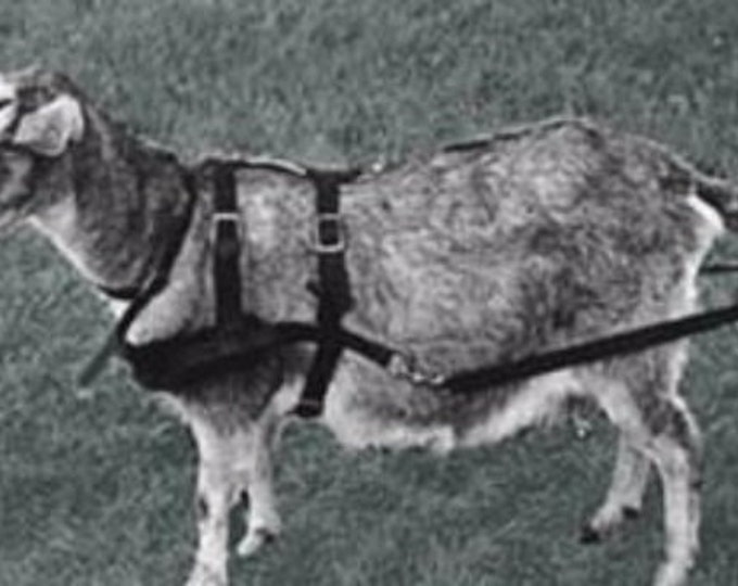 Goat Harness Nylon Web - Etsy