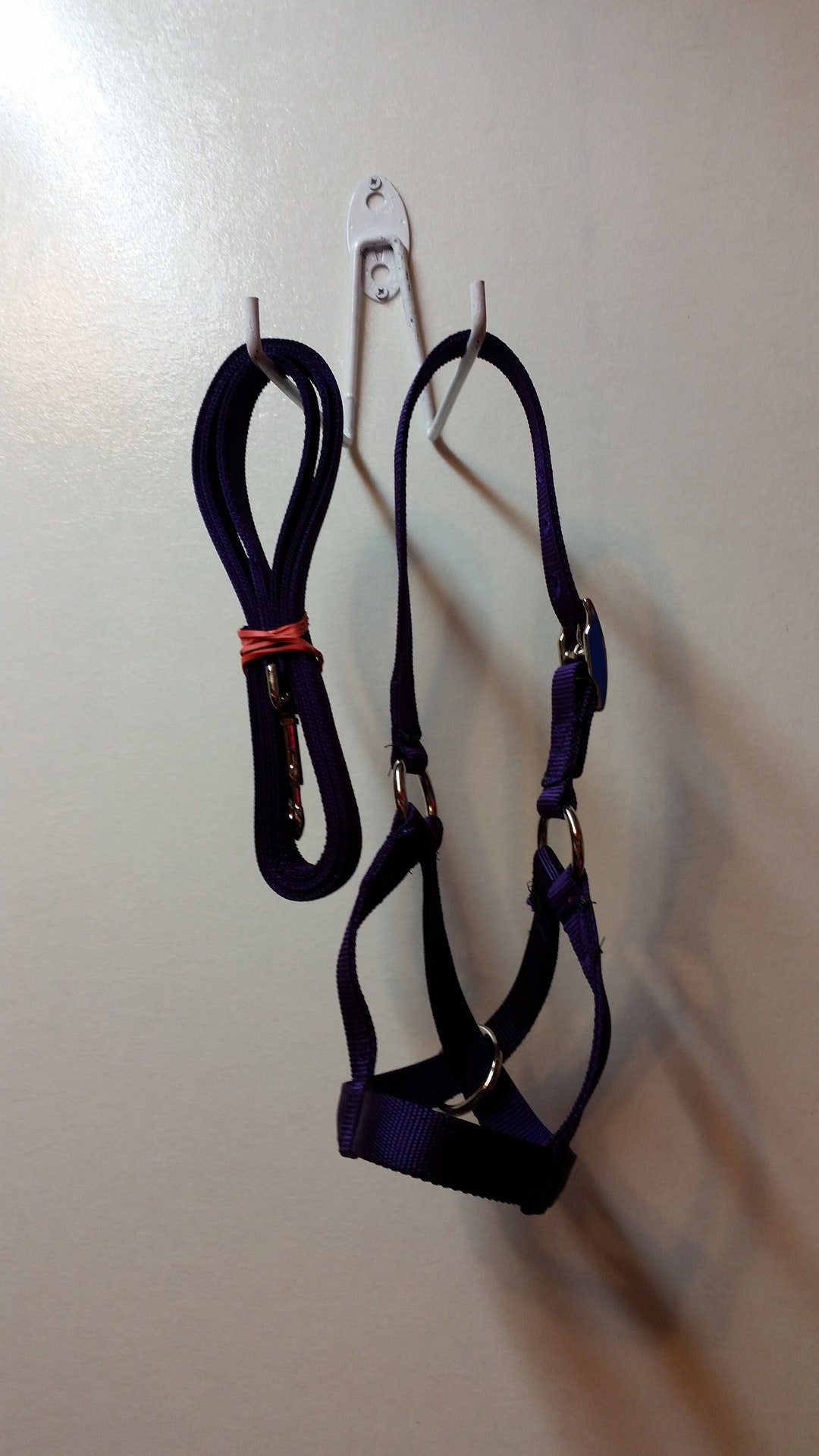 Cattle Halters Newborn Calf Yearling Cow and Bull With - Etsy