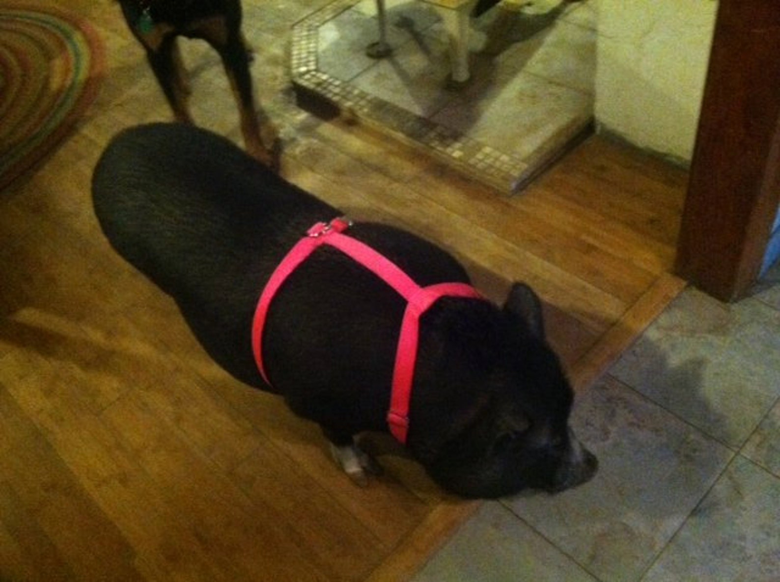 Adjustable Hog PIG Harness Hand Made Metal Buckle Easy Fit - Etsy