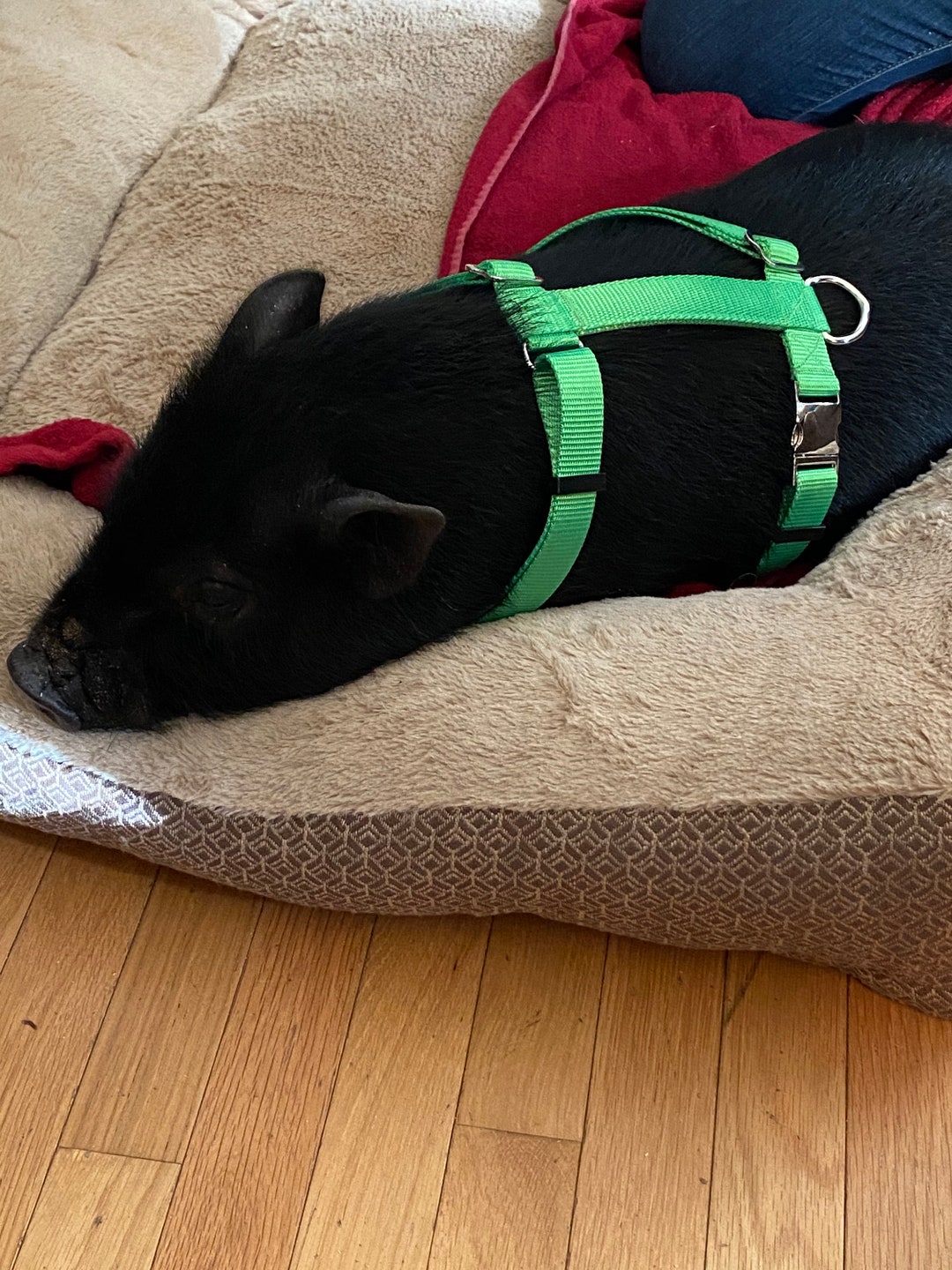 Newly Designed Pig/hog Harness Longer Backstrap With Leash - Etsy