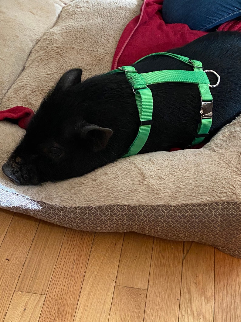 Newly Designed Pig/hog Harness Longer Backstrap With Leash - Etsy