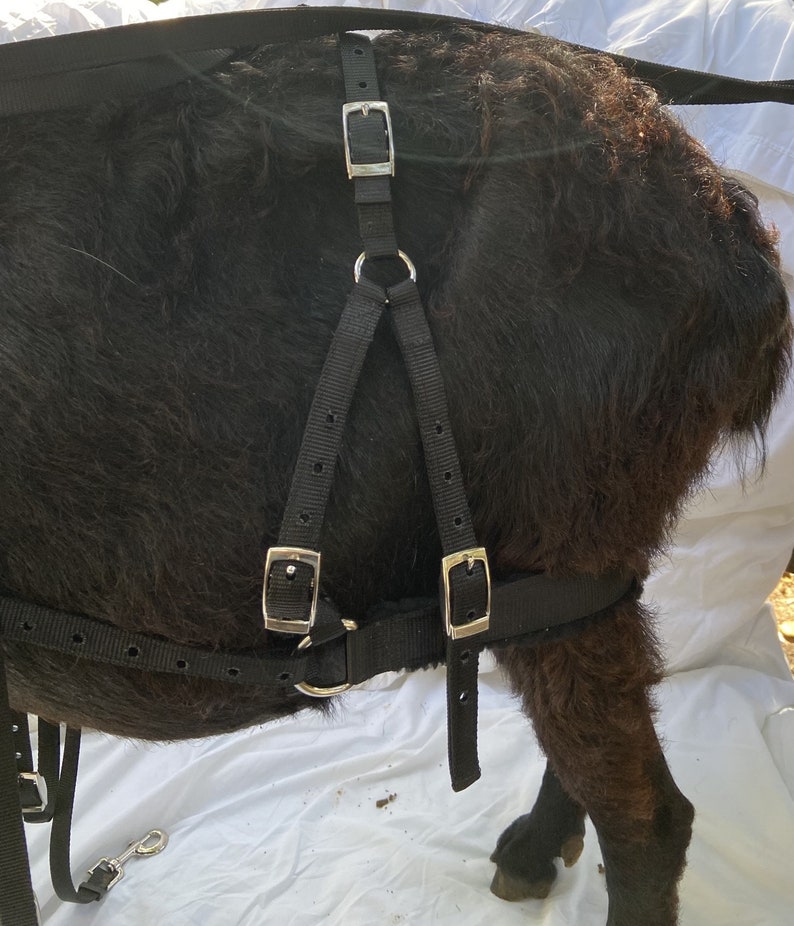 Carter Pet Supply Goat Driving Harness USA Made Heavy Duty - Etsy