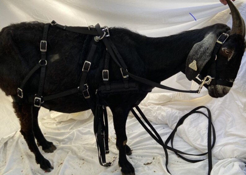 Carter Pet Supply Goat Driving Harness USA Made Heavy Duty | Etsy