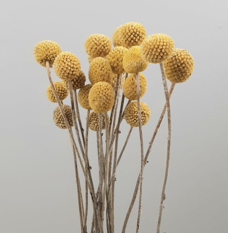 20 Stems Dried Craspedia Natural 40cm - for DIY Arrangements, Weddings ...