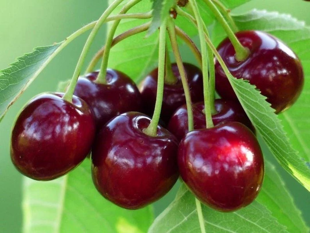 50+ Black Cherry Seeds | Sweet Edible Fruit Tree | Native USA Wild ...