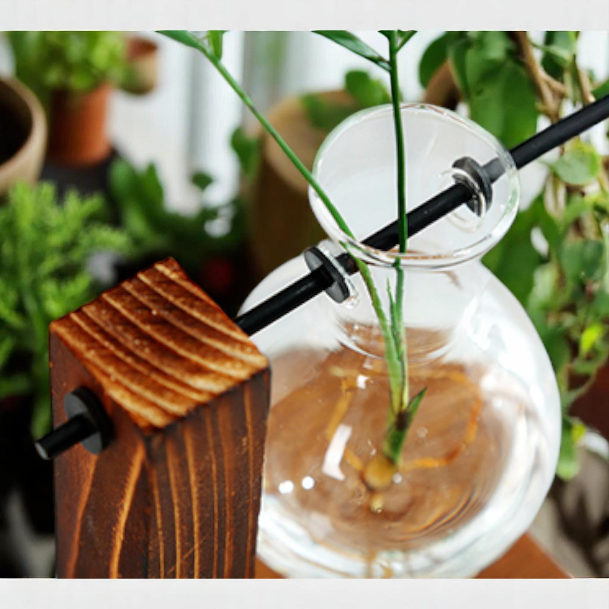 Glass Plant Propagation Station: Rustic Wood Stand, Hydroponic Vase - Etsy