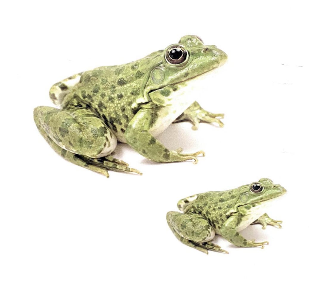 FROG Removable Fabric Vinyl Decal Sticker Set of 5 - 2 Sizes for Window ...