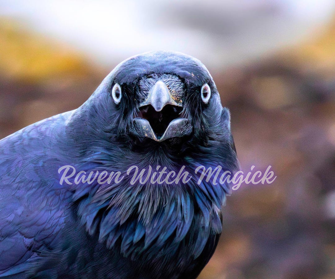 Australian Raven Photo Print A4 - Etsy