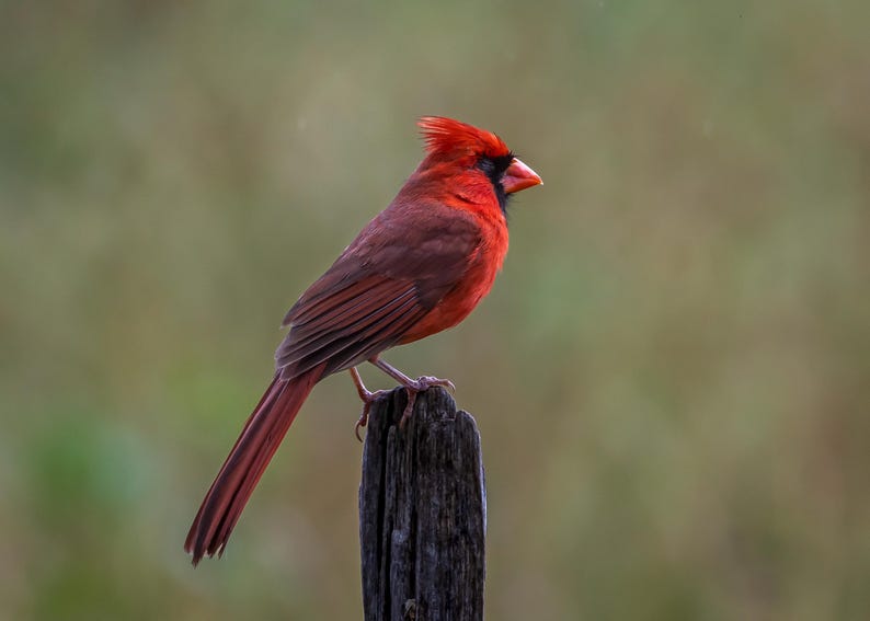 Northern Cardinal on Tree Stump | Red Bird Wildlife Photography Digital ...